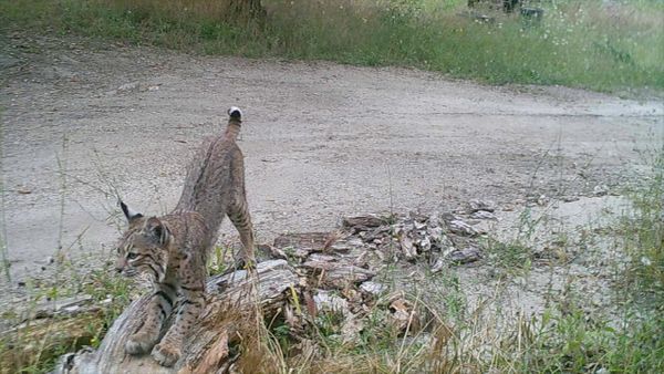 Bobcats in Orange County - Orange County Outdoors