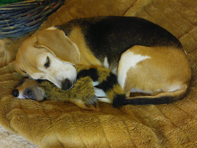 Arizona Beagle Rescue