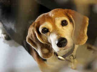 Arizona Beagle Rescue