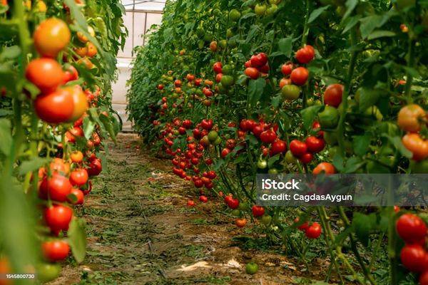 Plastic Tomato Packaging | Reusable Corrugated Produce Containers ...